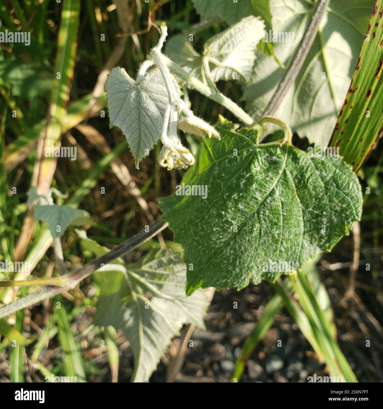 grape family (Vitaceae Stock Photo - Alamy
