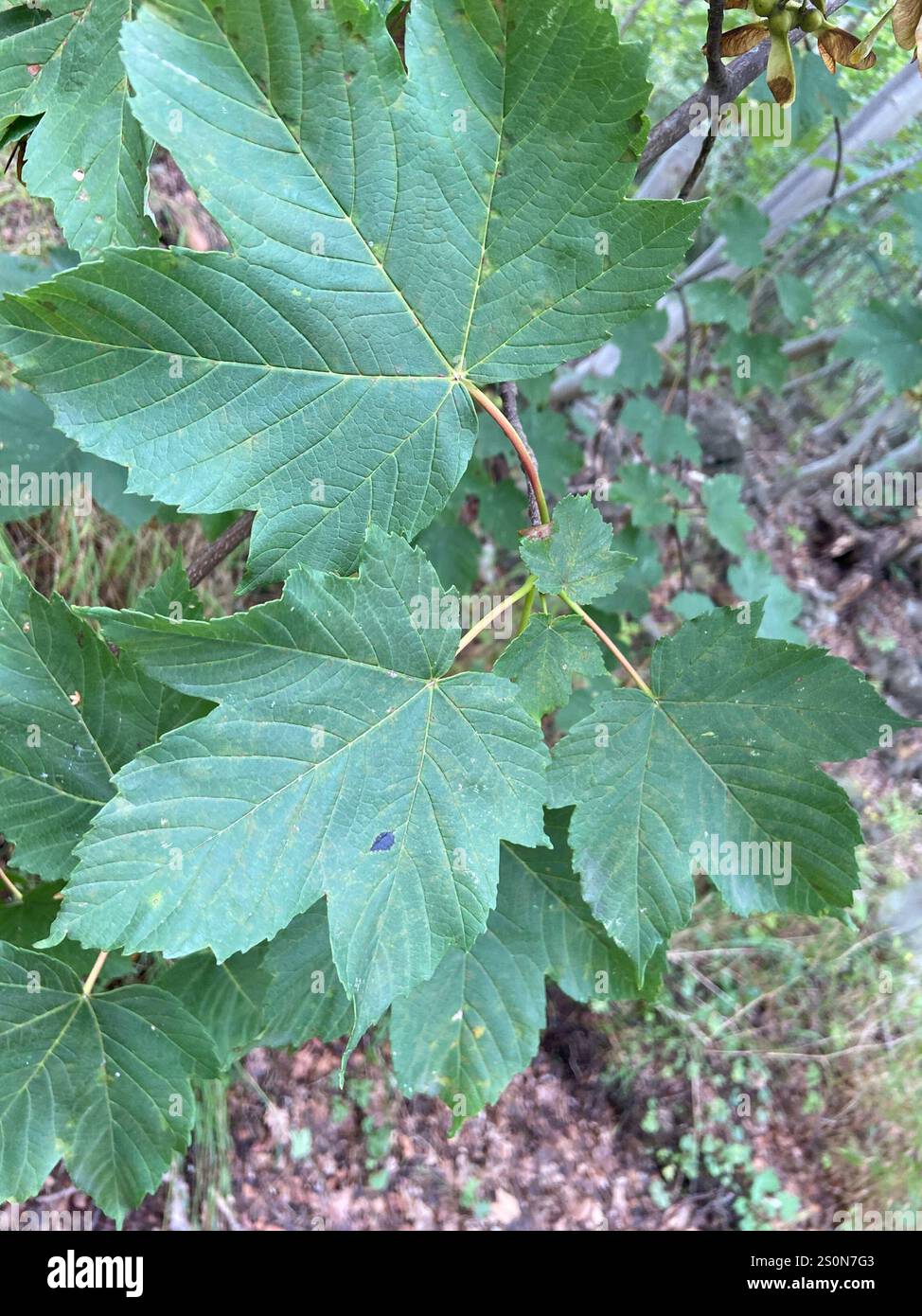 Maple gall mite (Aceria macrorhyncha Stock Photo - Alamy