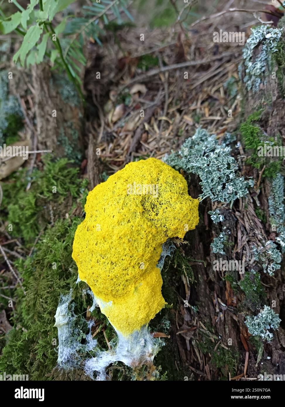 Dog Vomit Slime Mold (Fuligo septica Stock Photo - Alamy