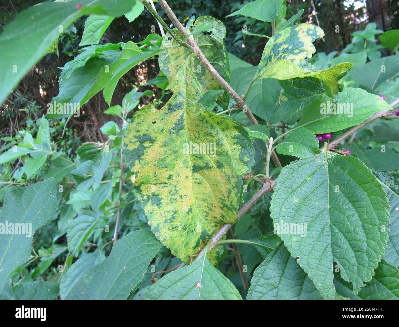 Cucumber mosaic virus (Cucumovirus cmv Stock Photo - Alamy
