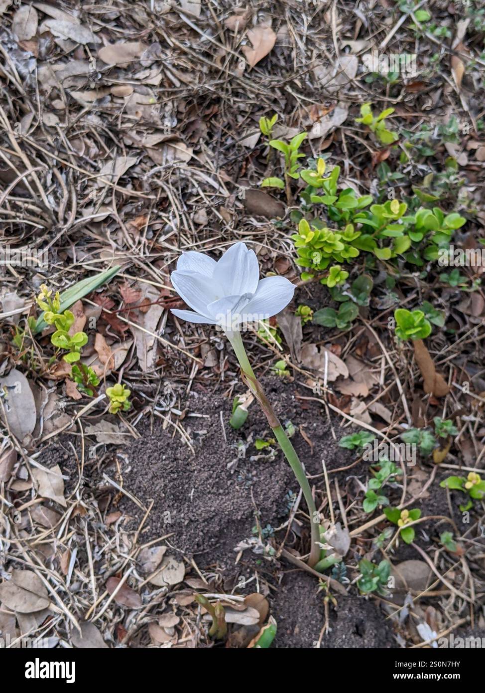 Drummond's rain lily (Zephyranthes drummondii Stock Photo - Alamy