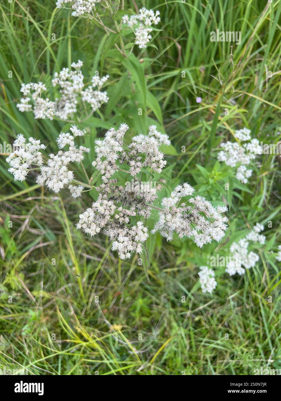 common boneset (Eupatorium perfoliatum Stock Photo - Alamy