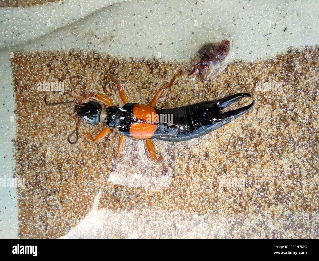 Carcinophora americana hi-res stock photography and images - Alamy