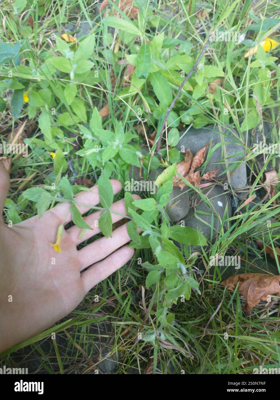 wing-leaf monkeyflower (Erythranthe ptilota Stock Photo - Alamy