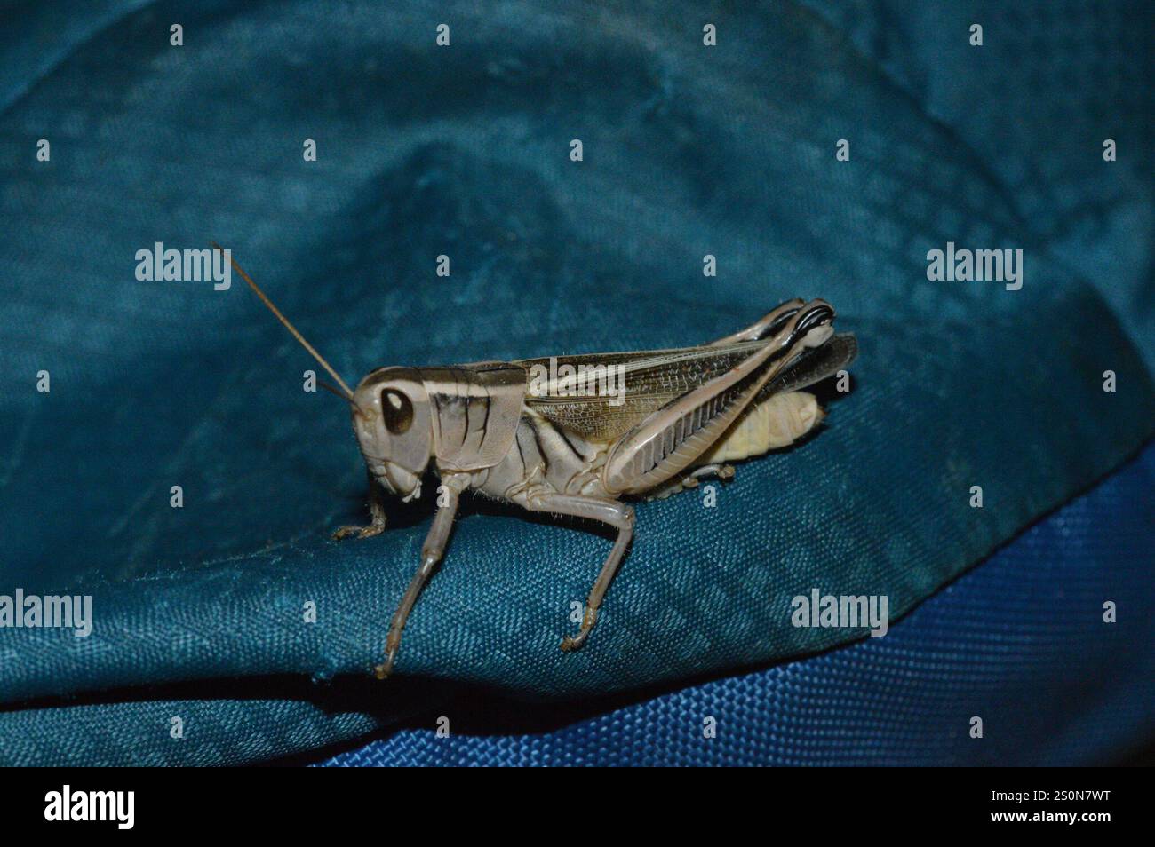 Two-striped Grasshopper (Melanoplus bivittatus Stock Photo - Alamy