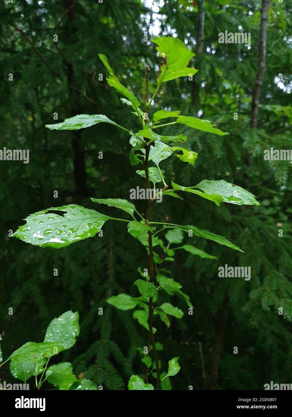 European Wild Apple (Malus sylvestris Stock Photo - Alamy