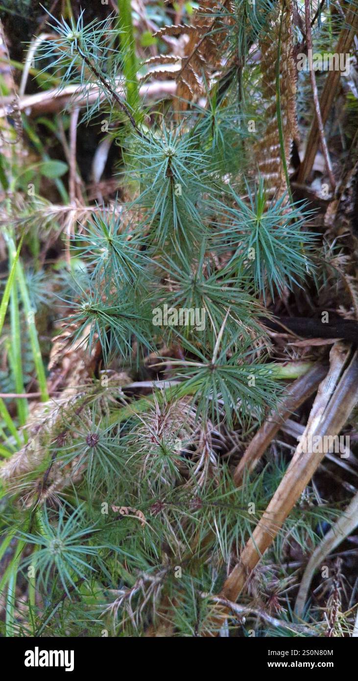 giant moss (Dawsonia superba Stock Photo - Alamy