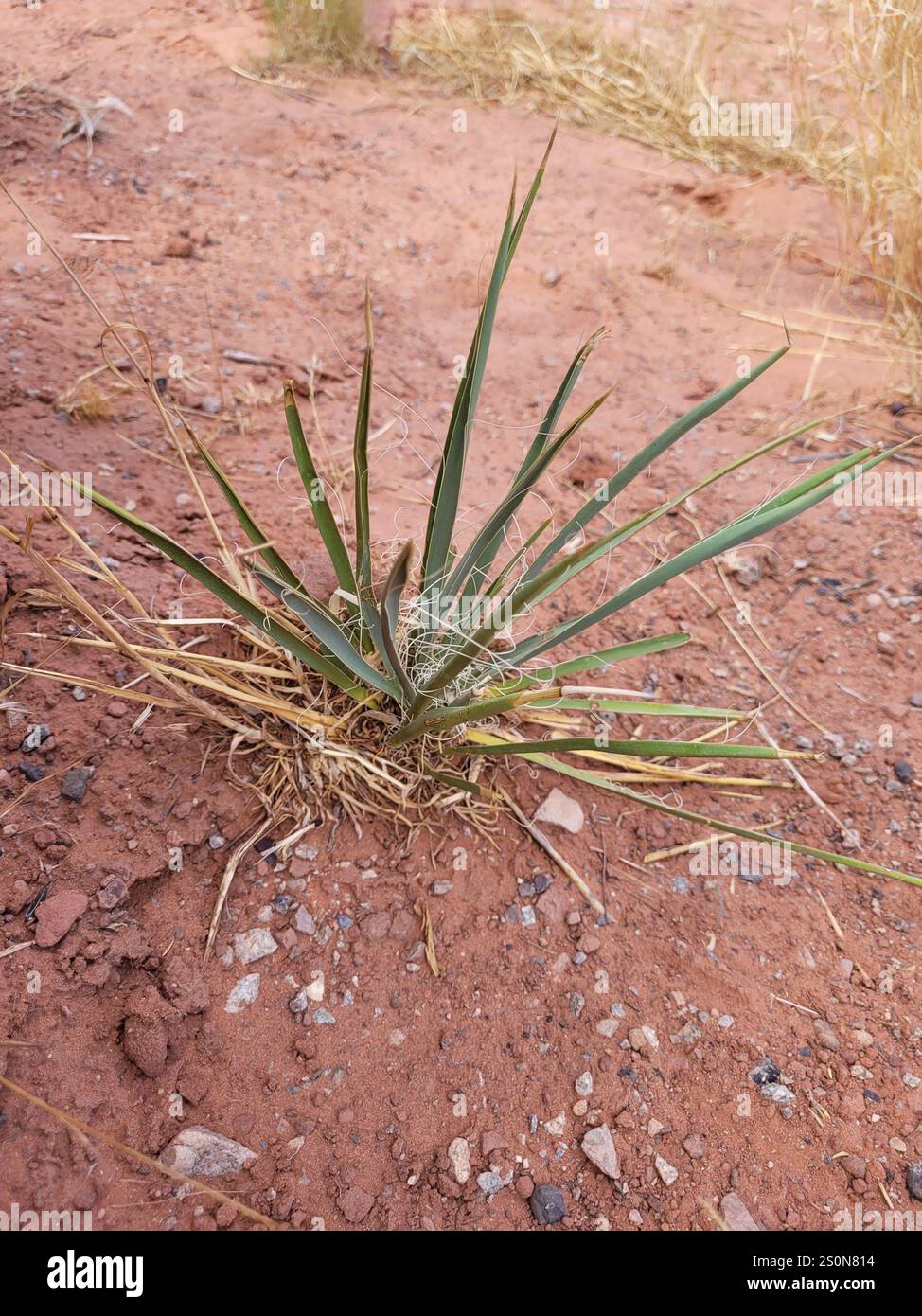 Narrowleaf yucca or fineleaf yucca yucca angustissima hi-res stock ...