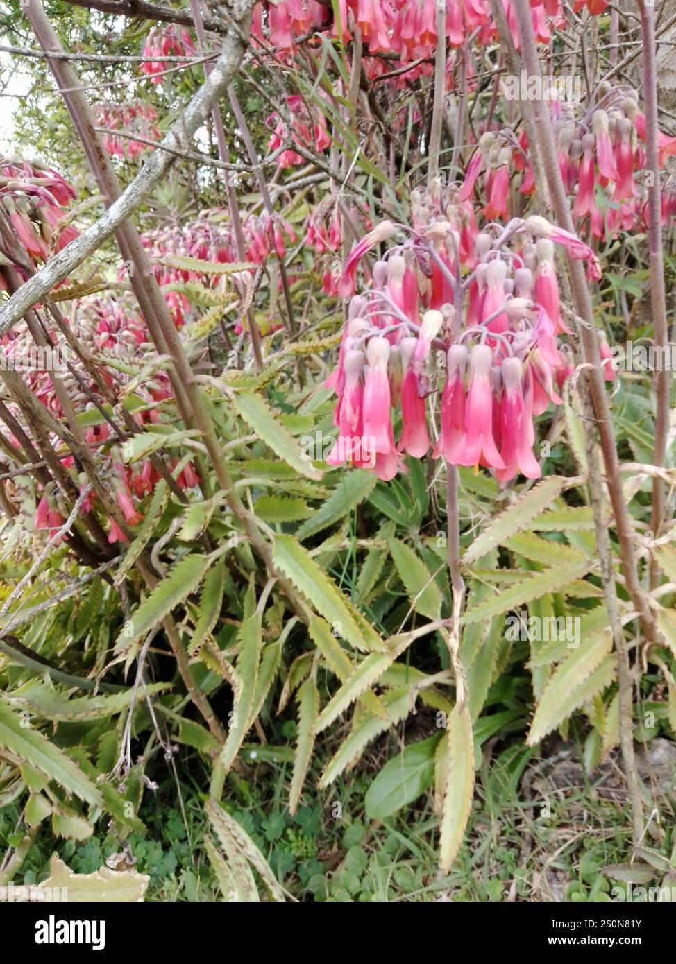 Alligator plant (Kalanchoe × houghtonii Stock Photo - Alamy
