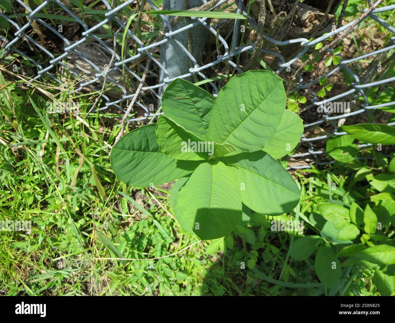 Showy Rattlebox (Crotalaria spectabilis Stock Photo - Alamy