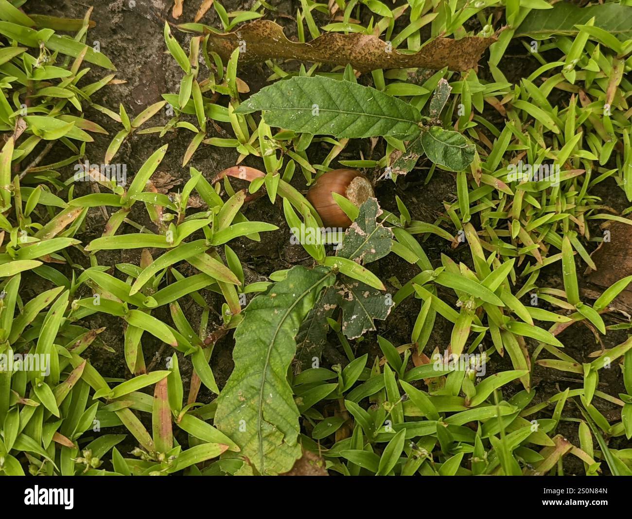 Sawtooth oak (Quercus acutissima Stock Photo - Alamy