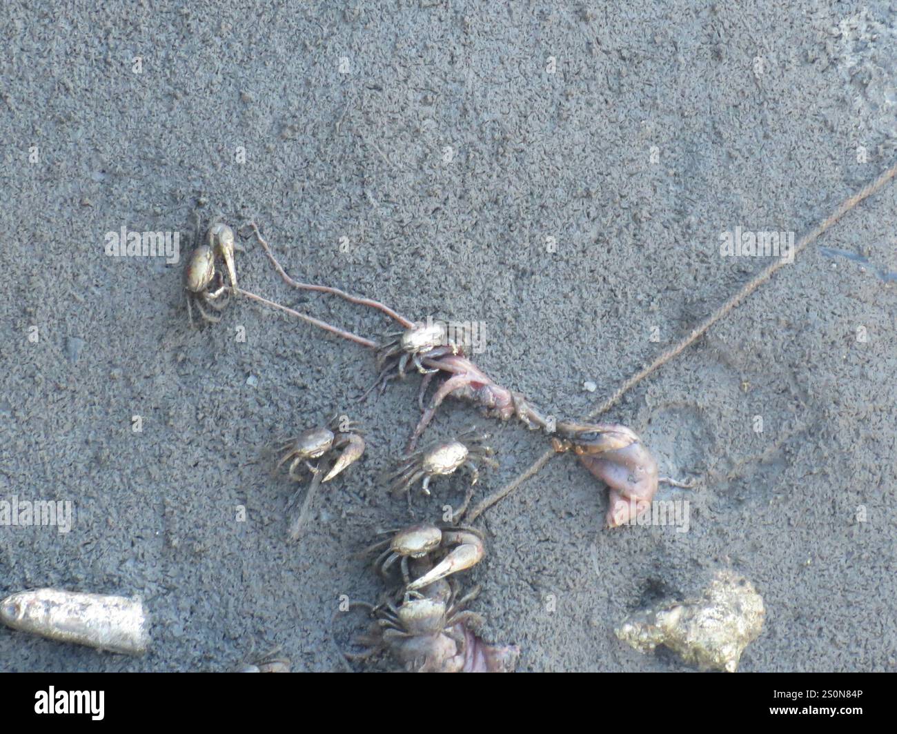 Squids and Cuttlefishes (Decapodiformes Stock Photo - Alamy