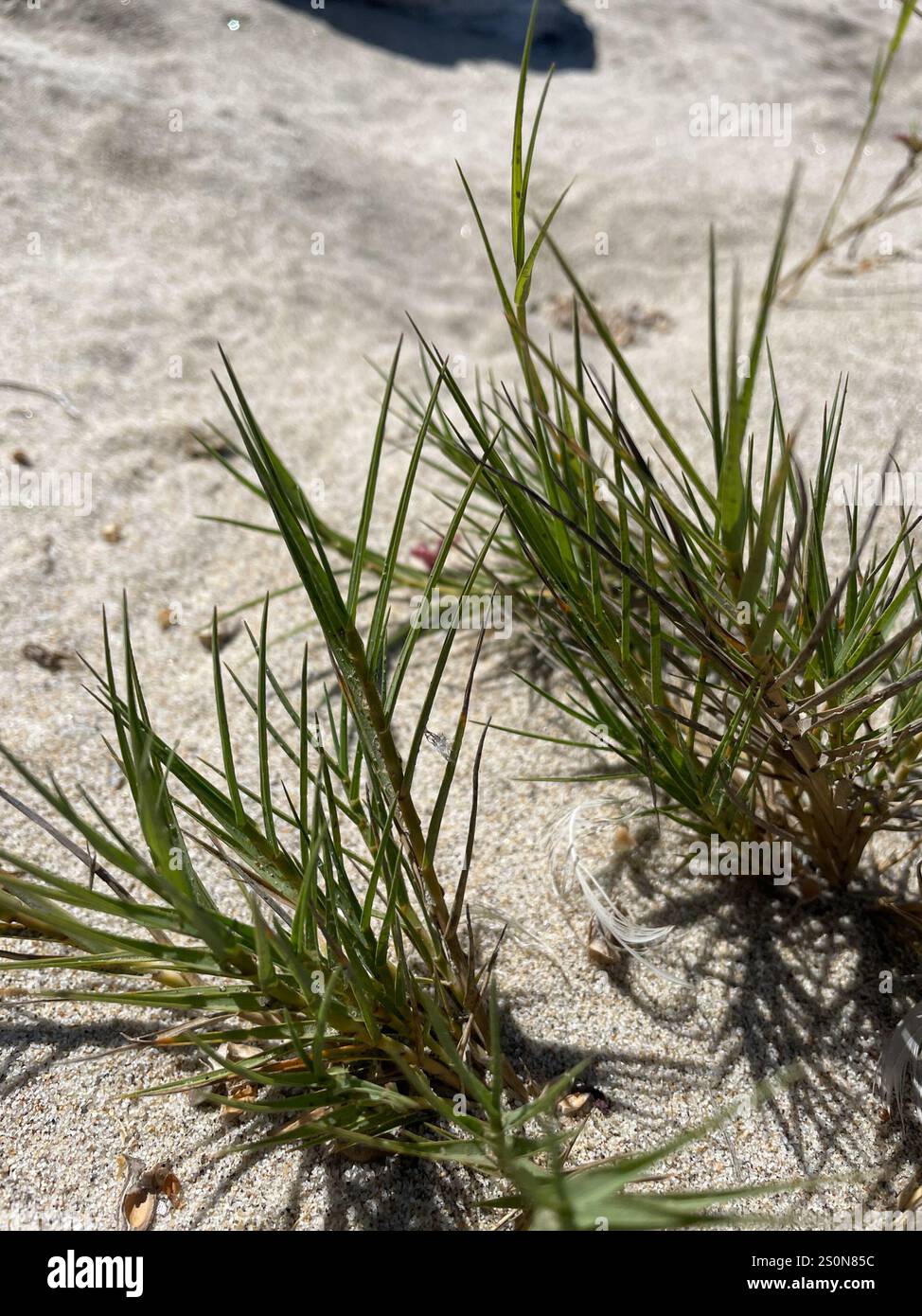 Saltgrass (Distichlis spicata Stock Photo - Alamy