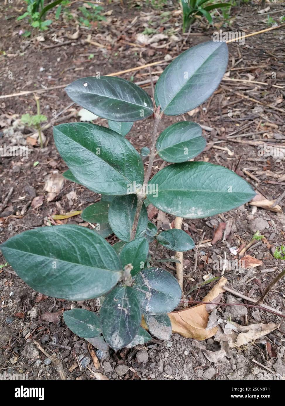 Acokanthera hi-res stock photography and images - Alamy