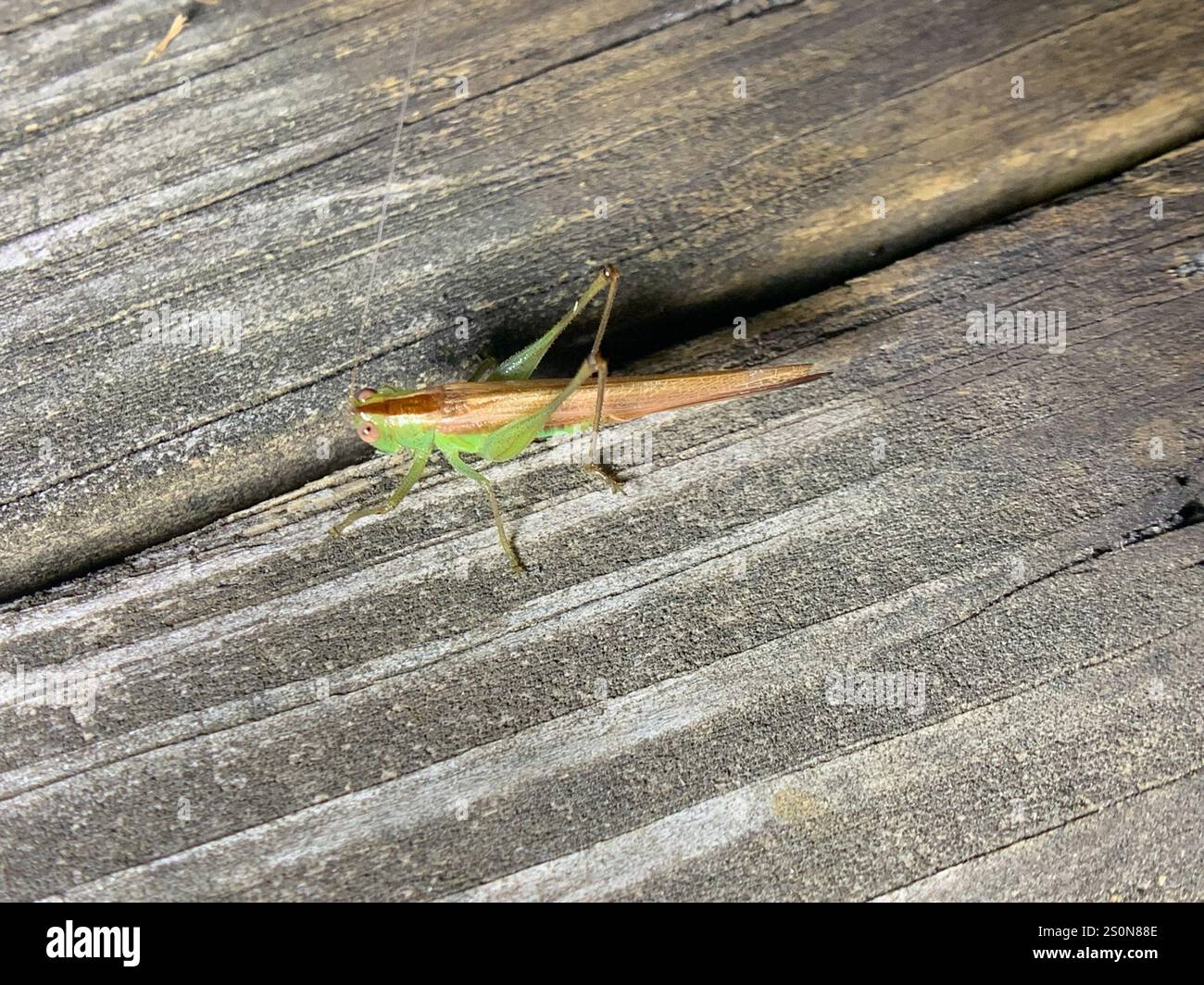 Lesser Meadow Katydids (Conocephalus Stock Photo - Alamy
