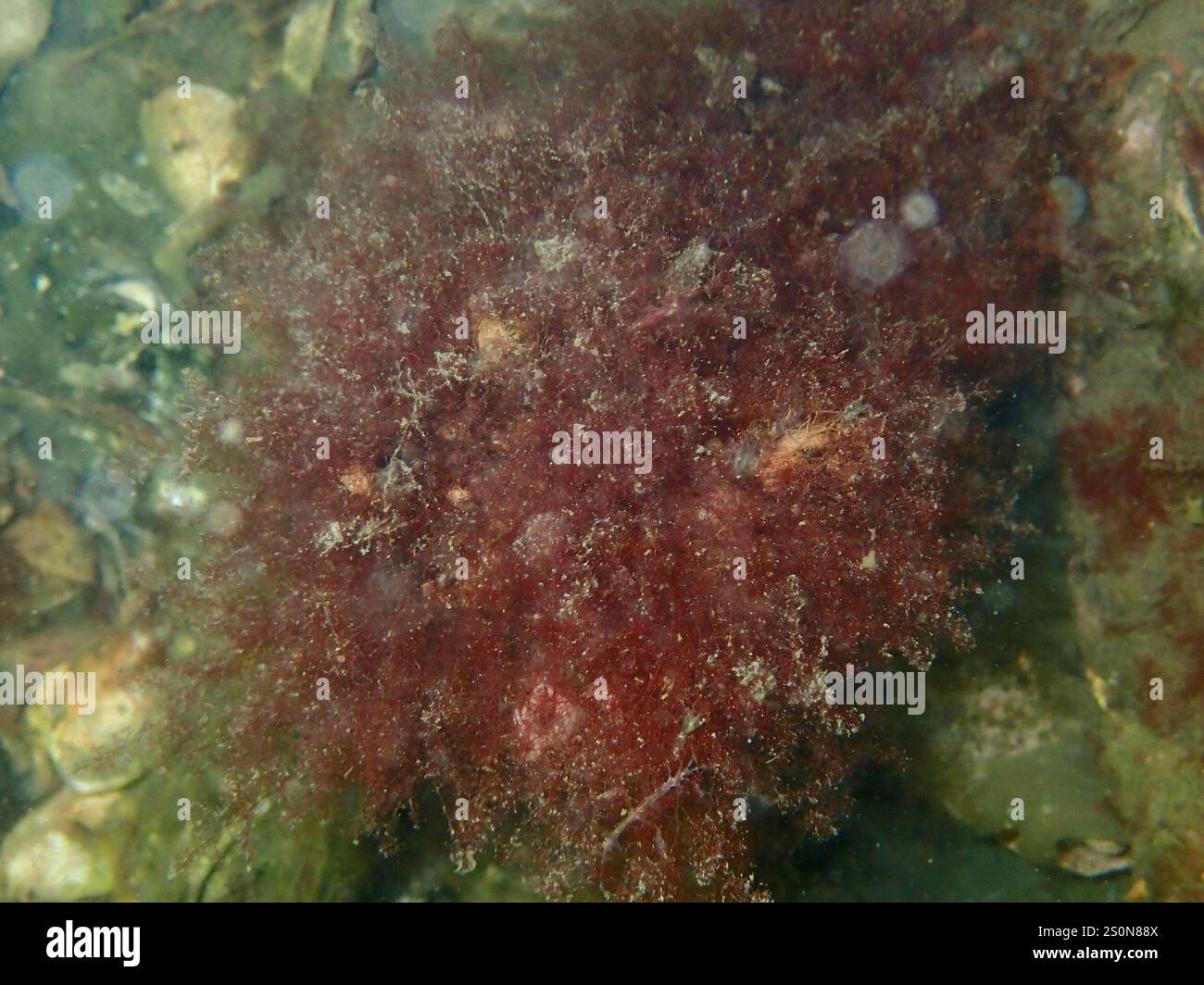 red algae (Rhodophyta Stock Photo - Alamy