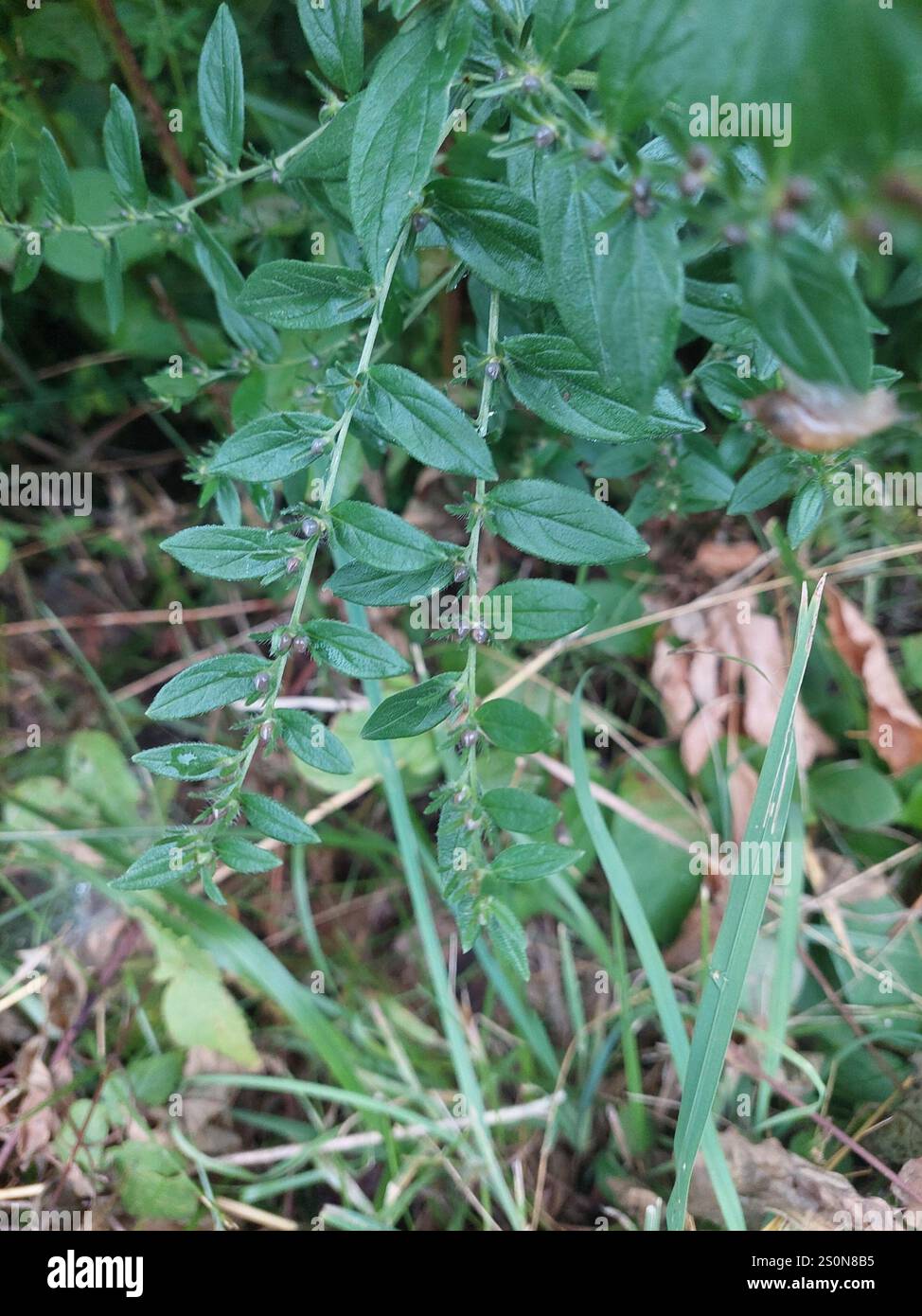Common Gromwell (Lithospermum officinale Stock Photo - Alamy
