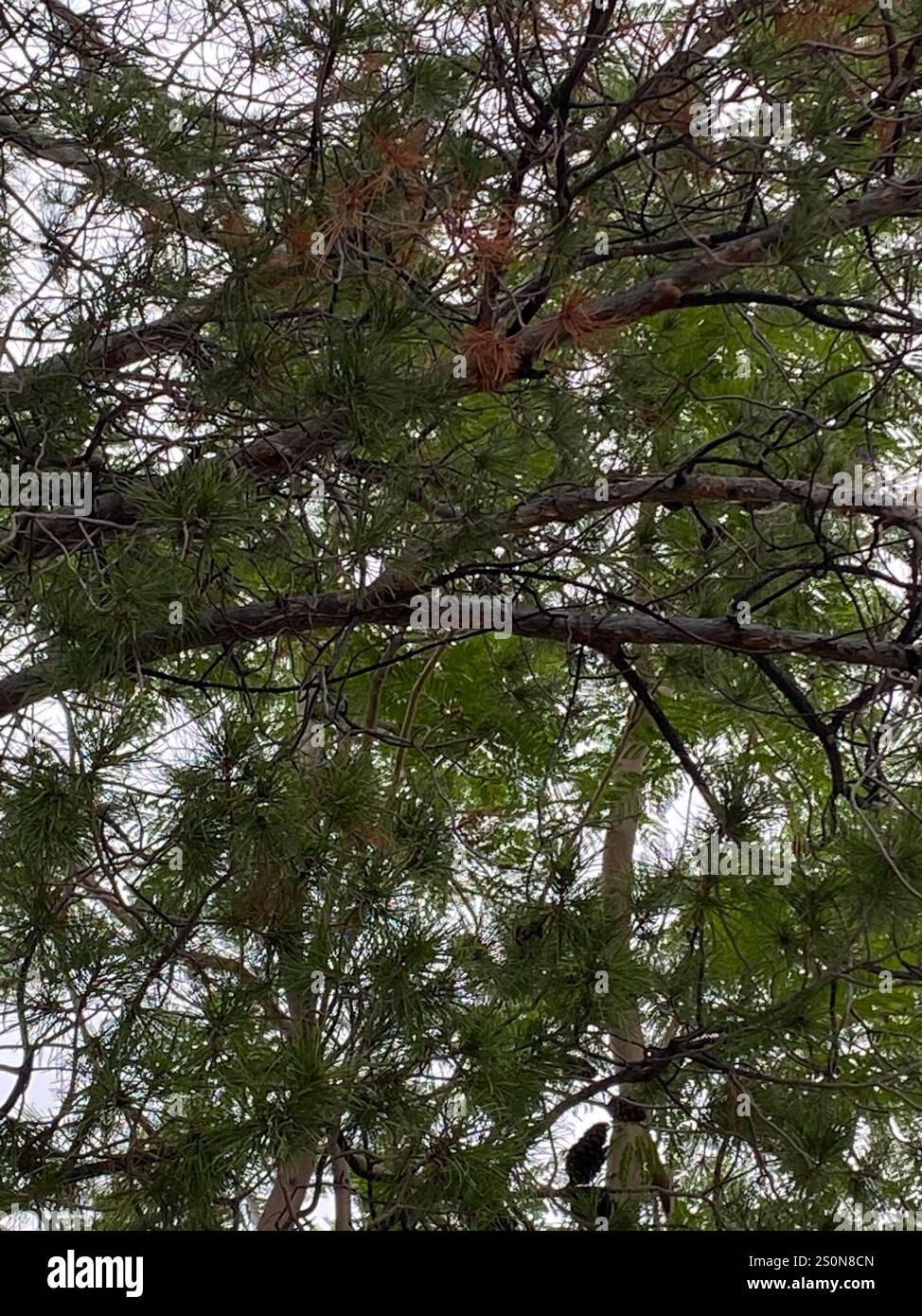 southwestern white pine (Pinus strobiformis Stock Photo - Alamy