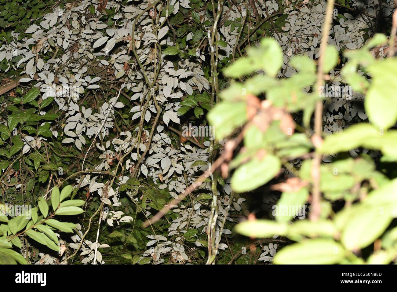 Beecroft's Anomalure (Anomalurus beecrofti Stock Photo - Alamy