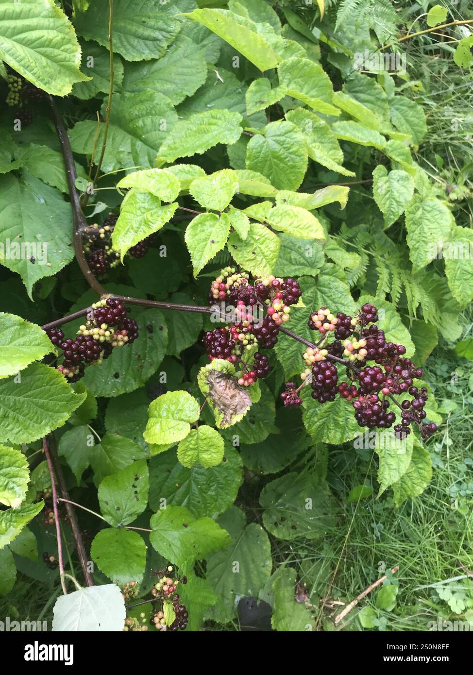 American spikenard (Aralia racemosa Stock Photo - Alamy