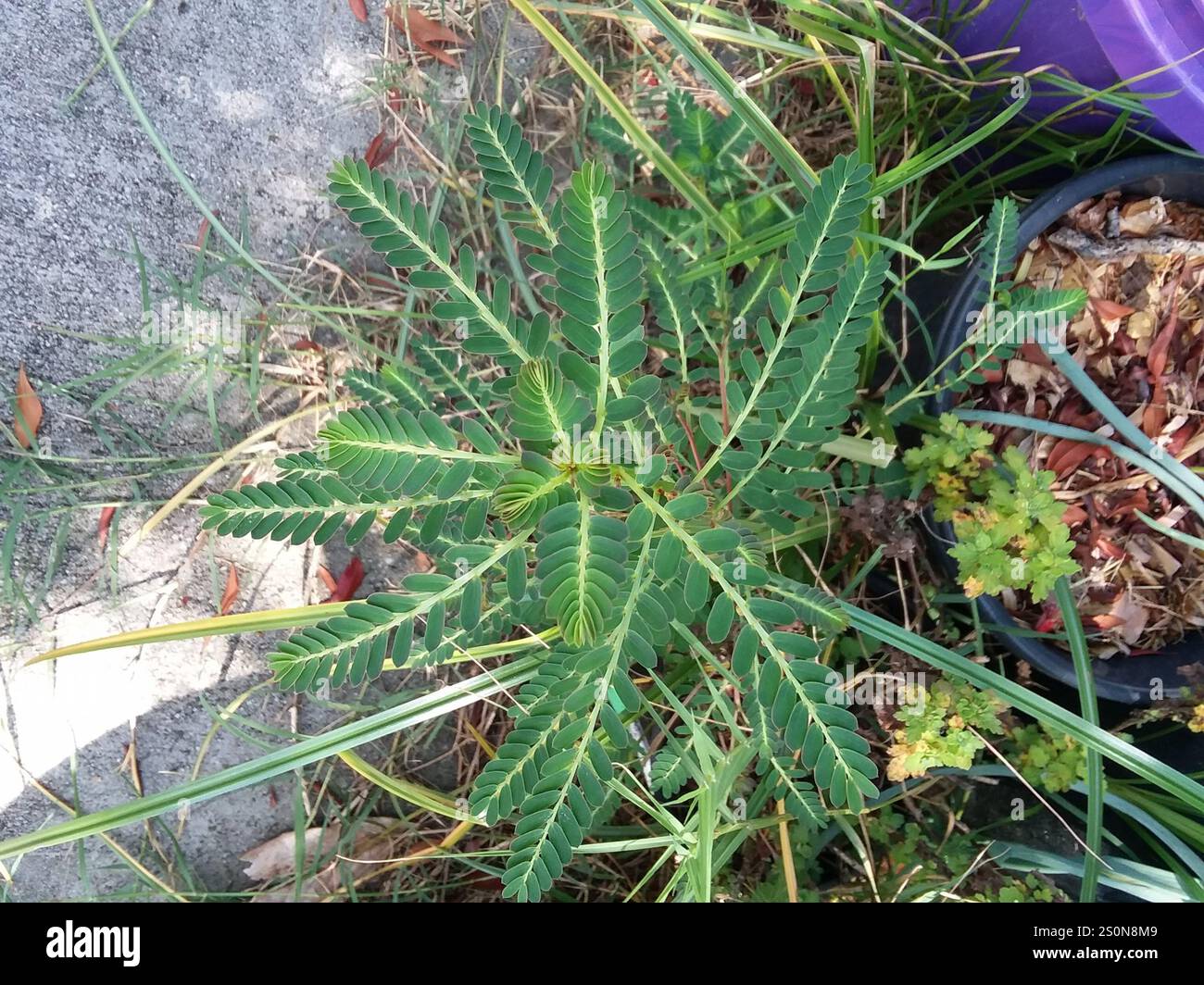 Chamberbitter (Phyllanthus urinaria Stock Photo - Alamy