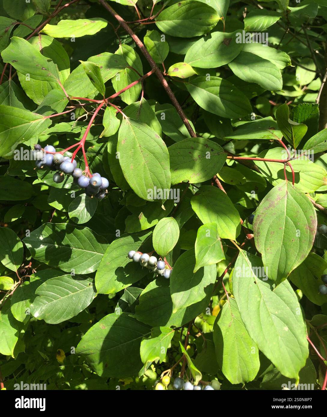 silky dogwood (Cornus amomum Stock Photo - Alamy