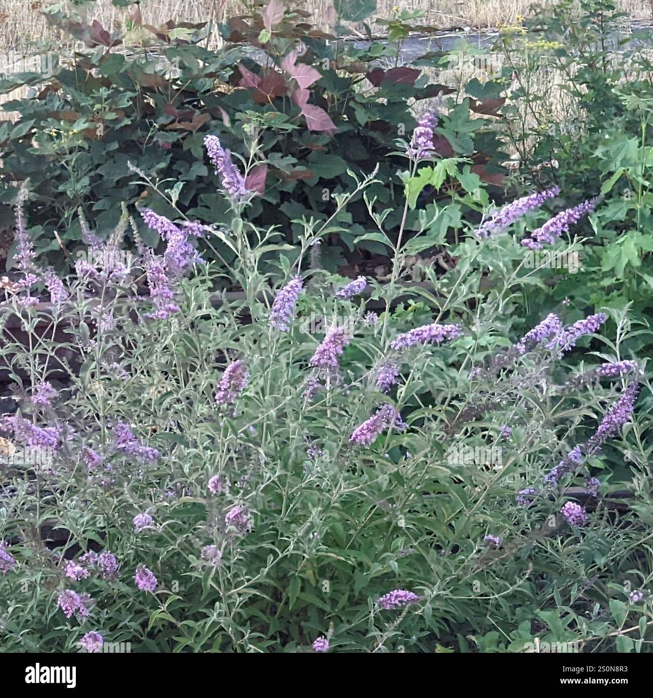 Butterfly bush (Buddleja davidii Stock Photo - Alamy