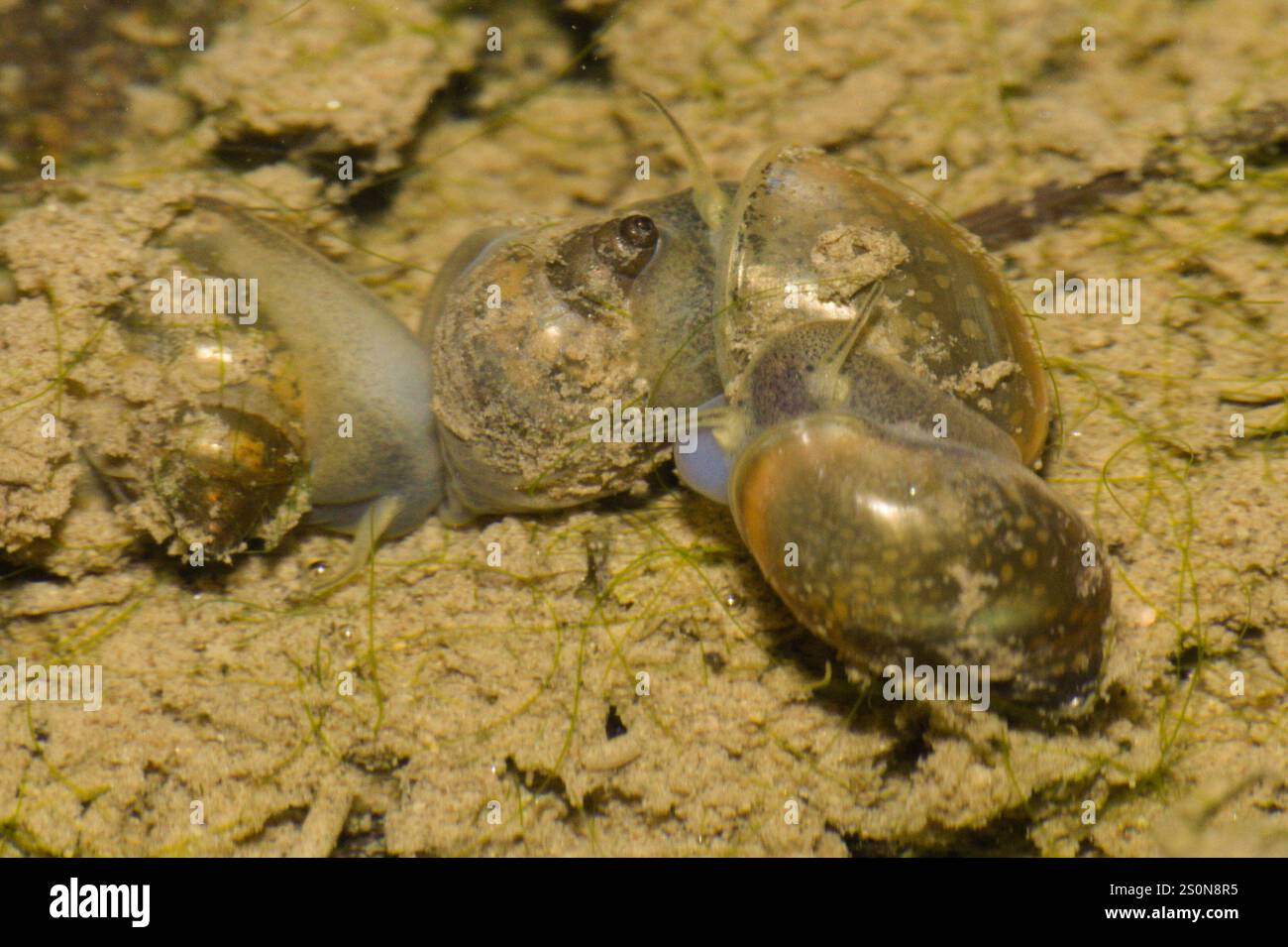 Bladder snail hi-res stock photography and images - Alamy