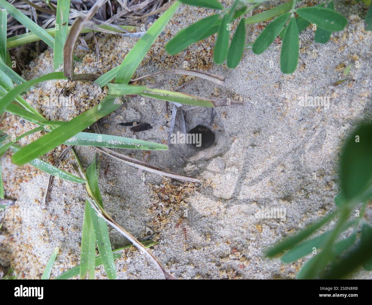 Buren's Pyramid Ant (Dorymyrmex bureni Stock Photo - Alamy