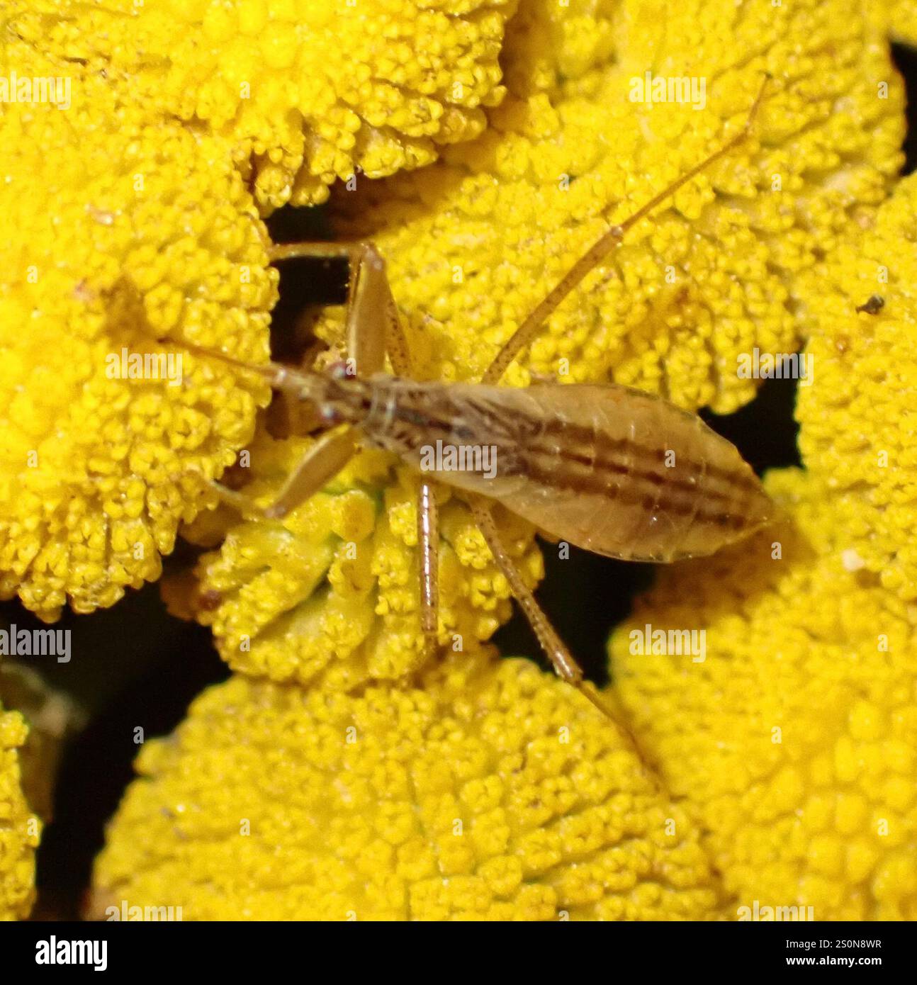 Marsh Damsel Bug (Nabis limbatus Stock Photo - Alamy