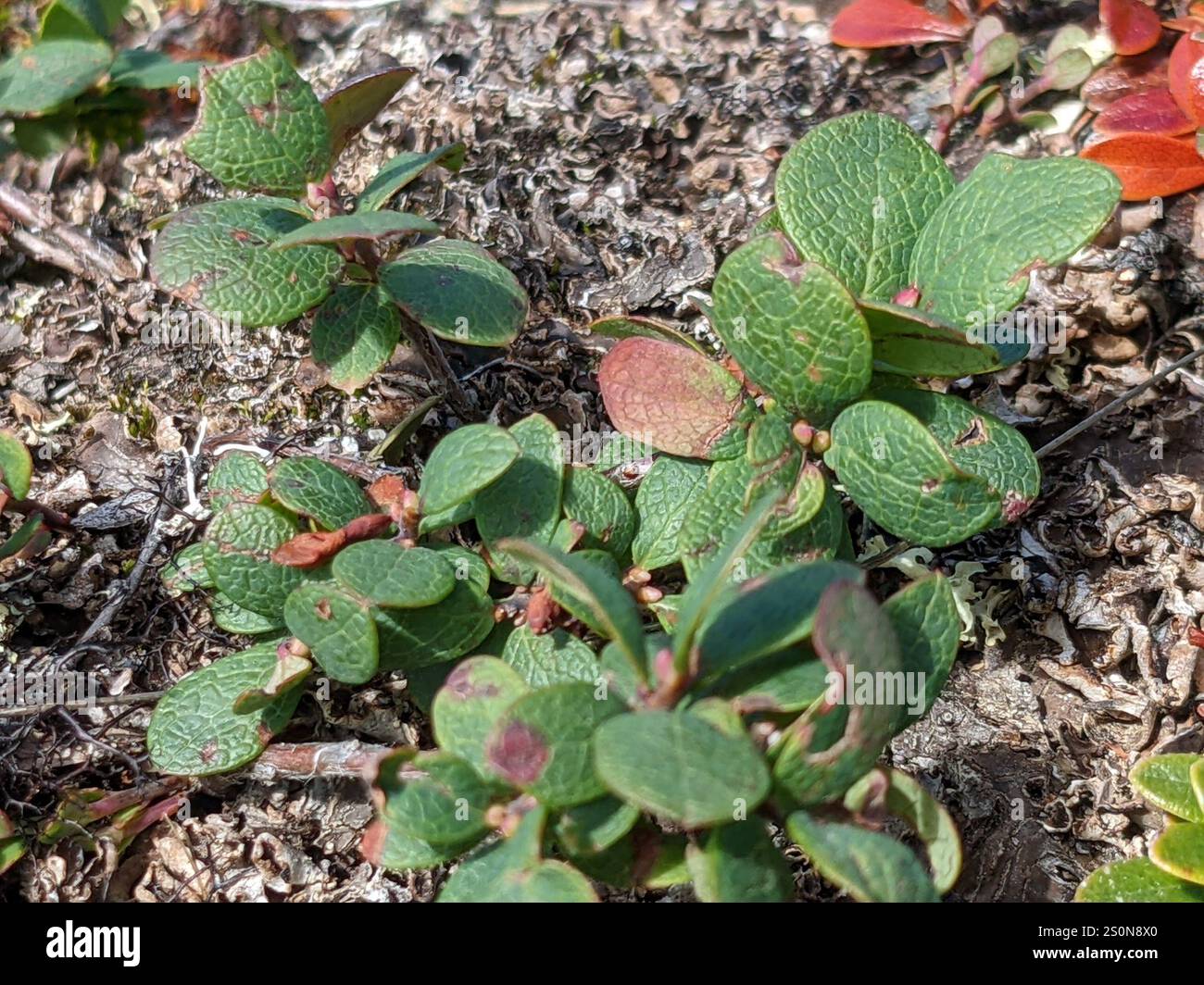 Net-leaved Willow (Salix reticulata Stock Photo - Alamy