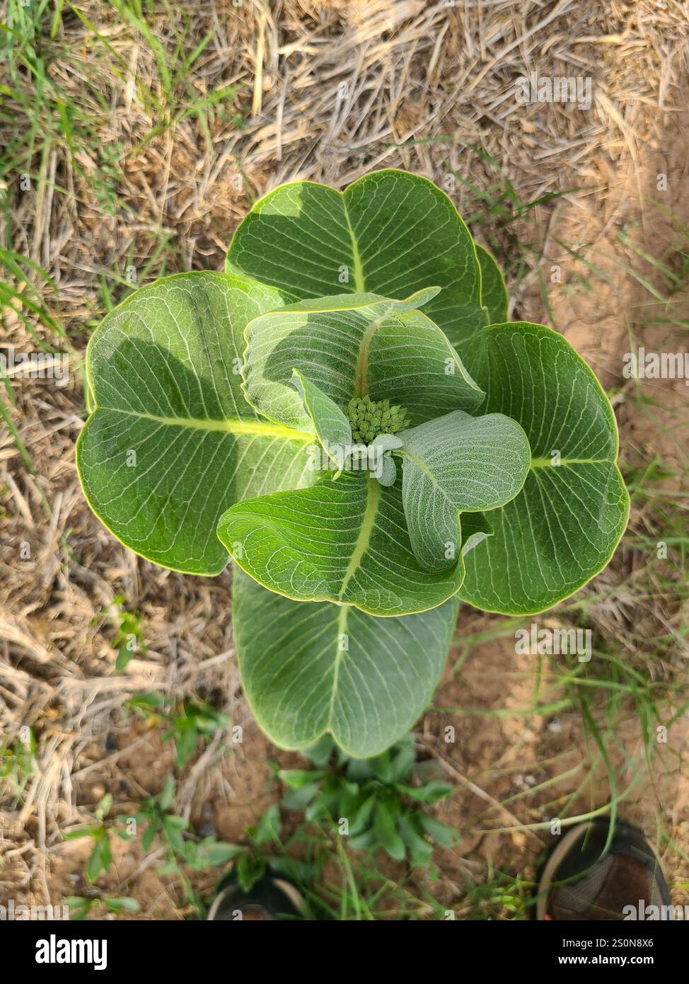 broadleaf milkweed (Asclepias latifolia Stock Photo - Alamy