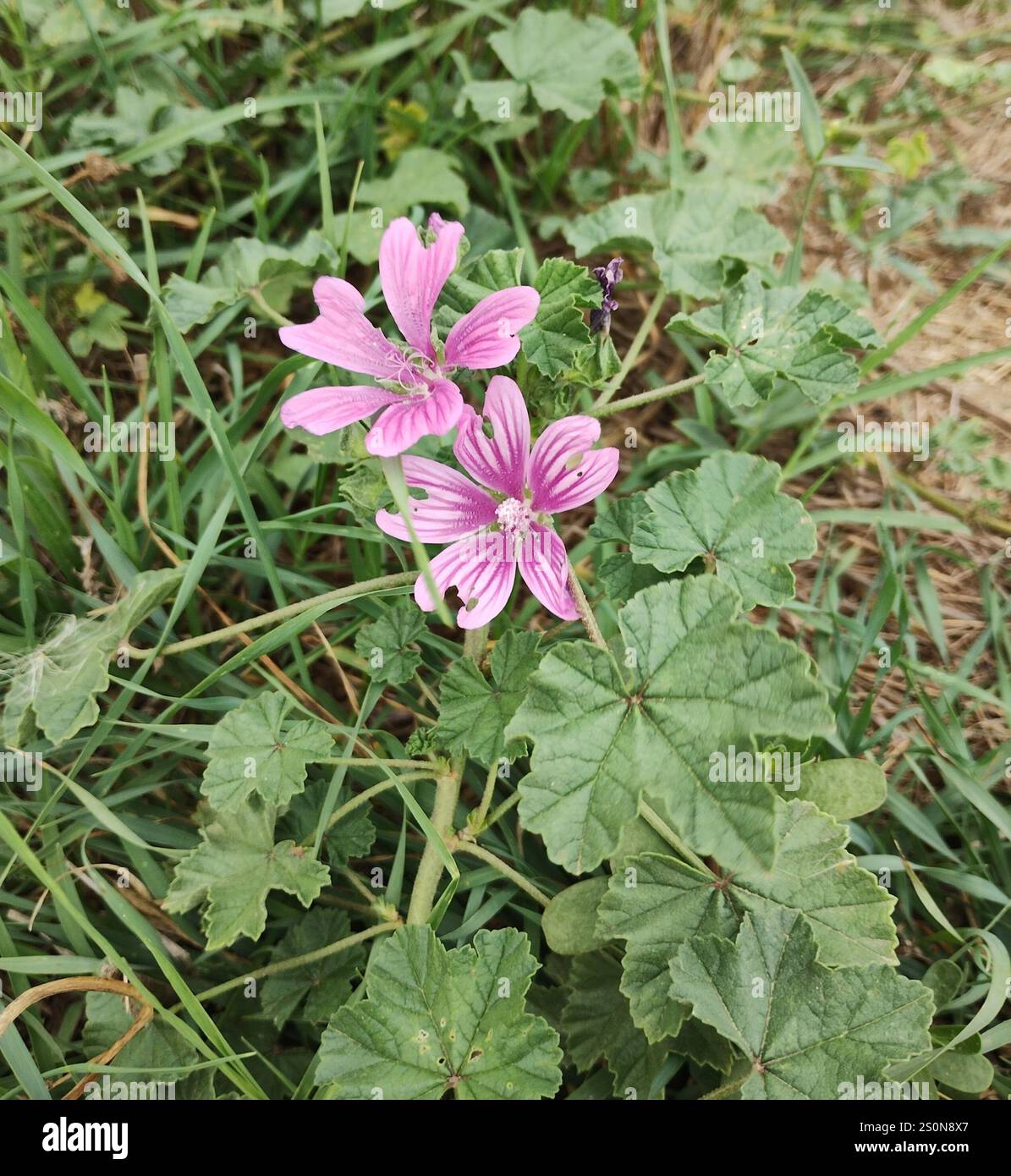 Common Mallow (Malva sylvestris Stock Photo - Alamy