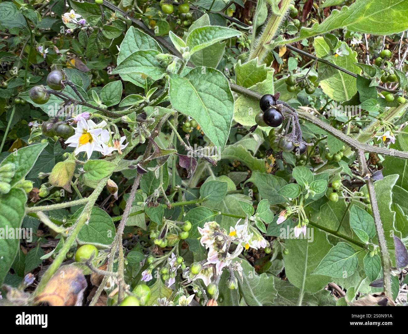 greenspot nightshade (Solanum douglasii Stock Photo - Alamy