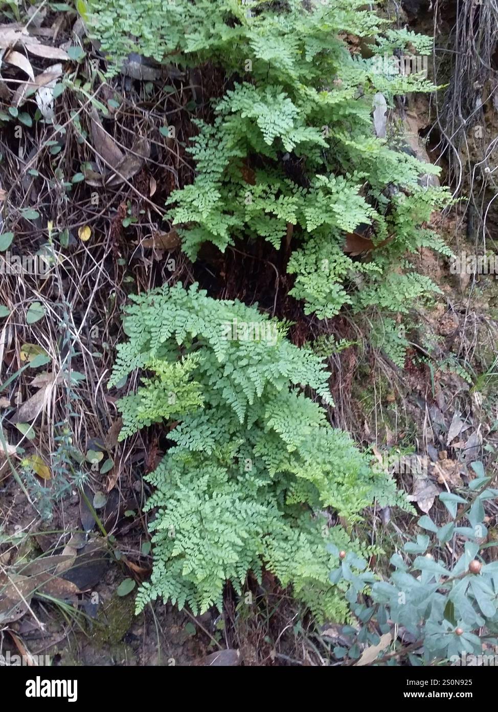 Rock Fern (Cheilanthes austrotenuifolia Stock Photo - Alamy