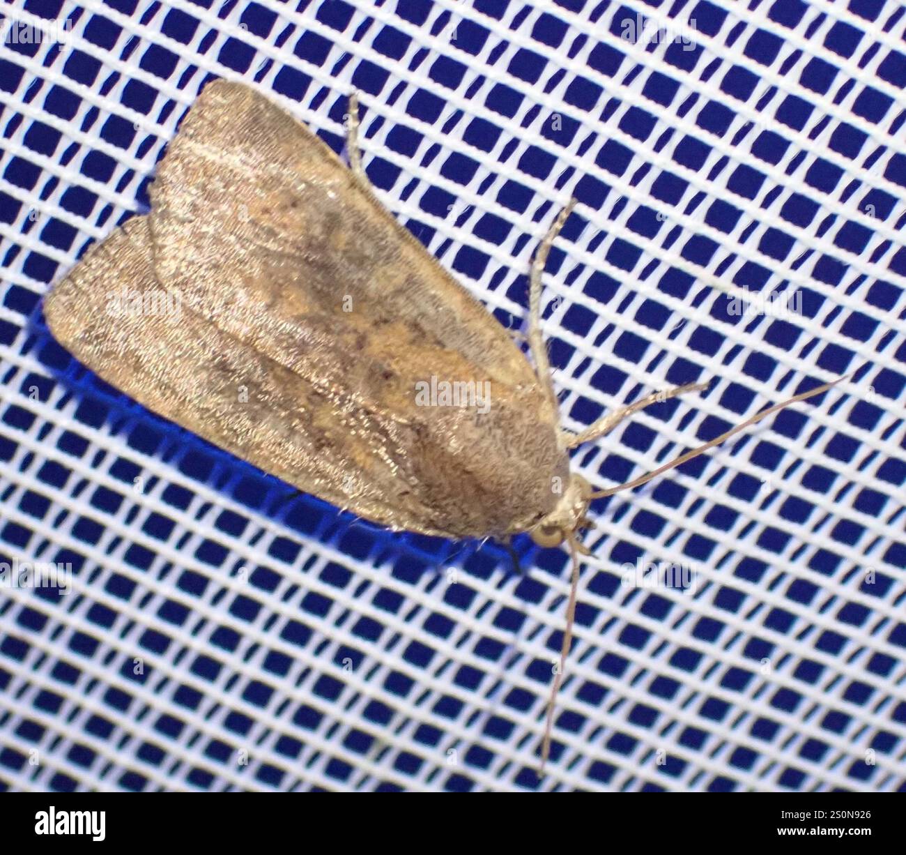 Least Yellow Underwing (Noctua interjecta Stock Photo - Alamy