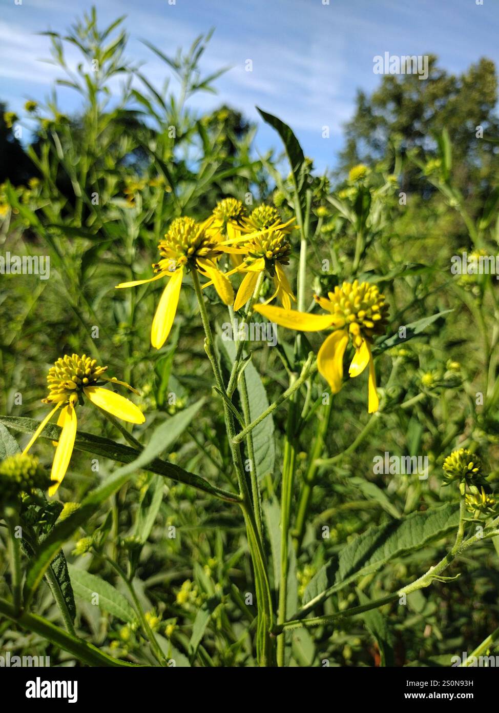 Wingstem (Verbesina alternifolia Stock Photo - Alamy