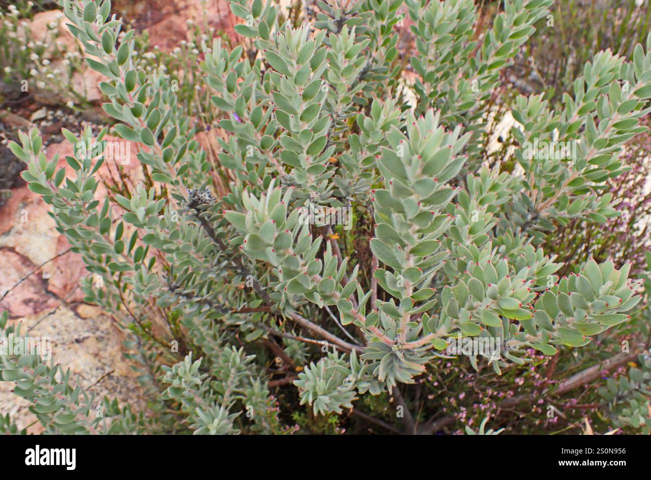 Spinning-top Conebush (Leucadendron rubrum Stock Photo - Alamy