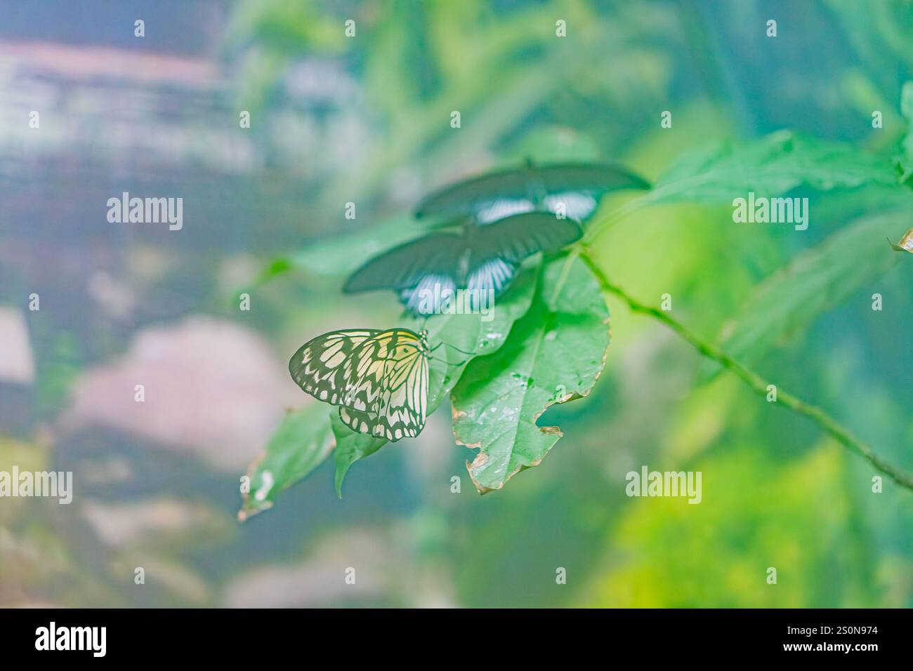 Two colored butterflies swim gracefully in a vibrant aquarium ecosystem ...