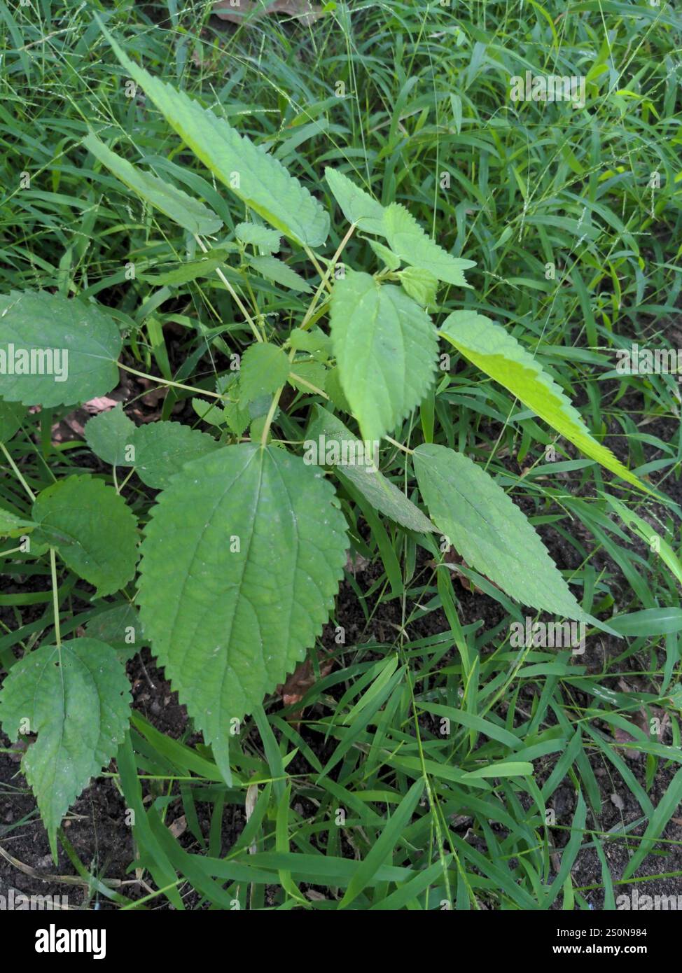 false nettle (Boehmeria cylindrica Stock Photo - Alamy