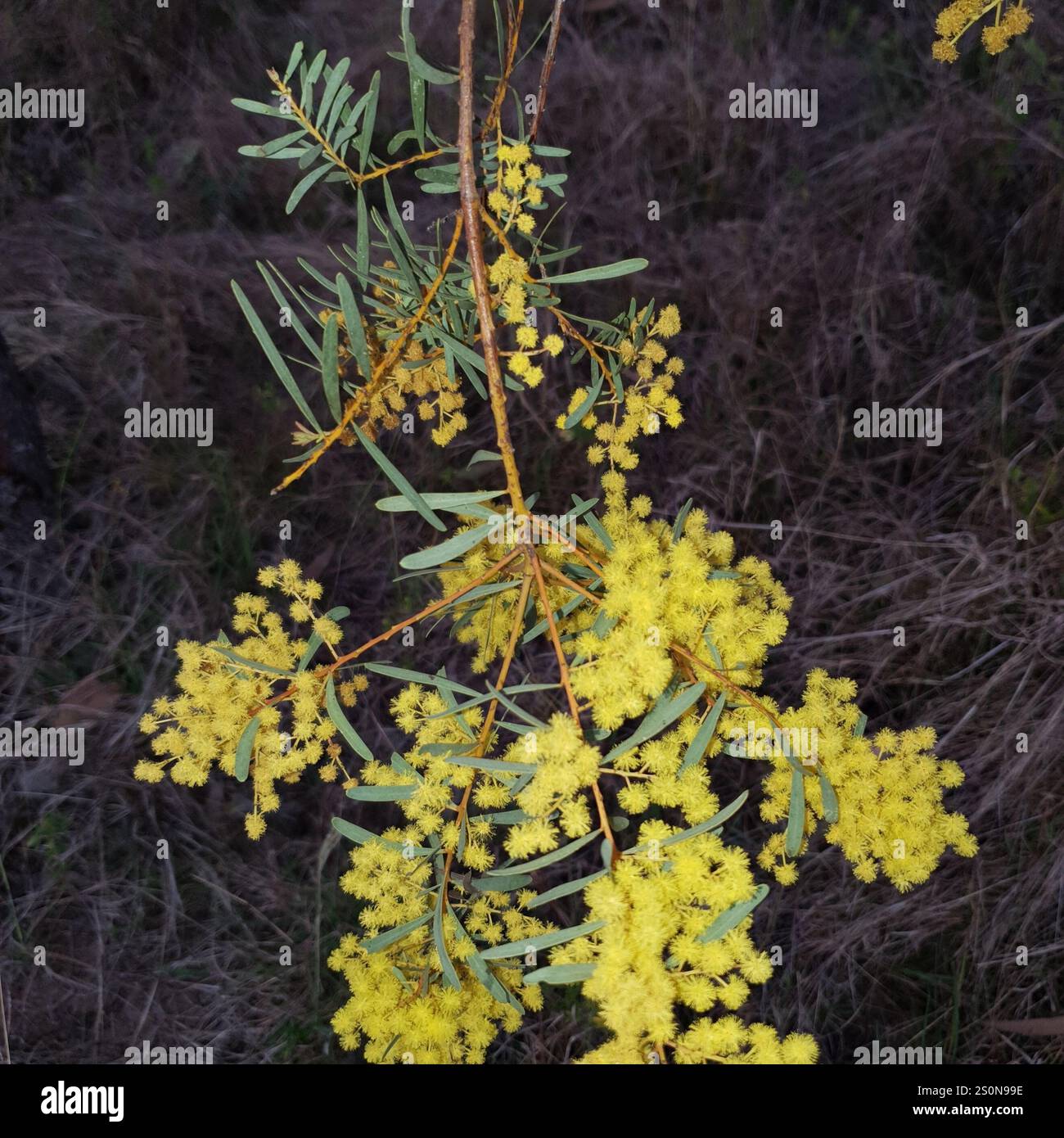 Golden Wattle (Acacia decora Stock Photo - Alamy