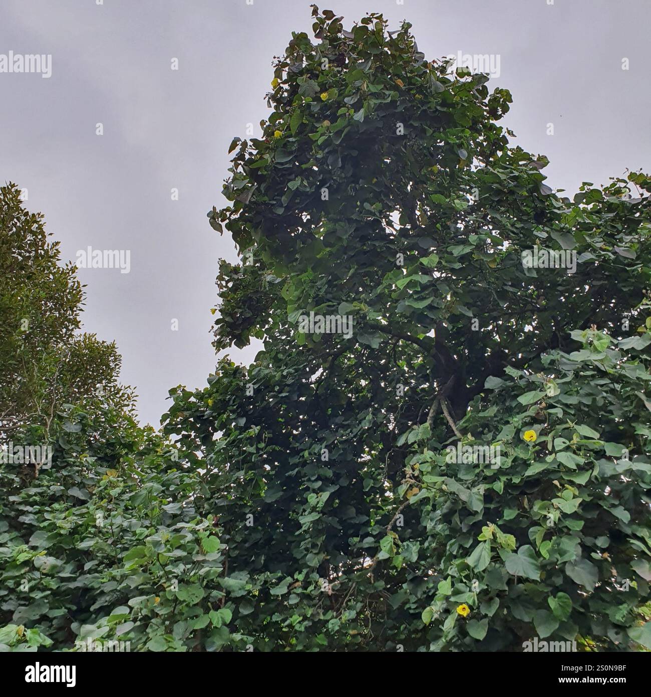 sea hibiscus (Hibiscus tiliaceus Stock Photo - Alamy