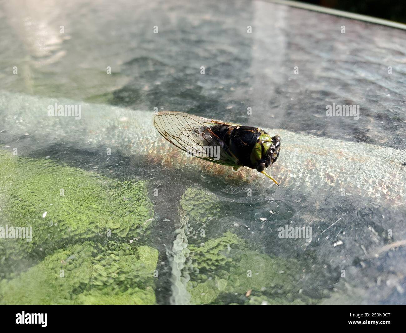 Swamp Cicada (Neotibicen tibicen Stock Photo - Alamy