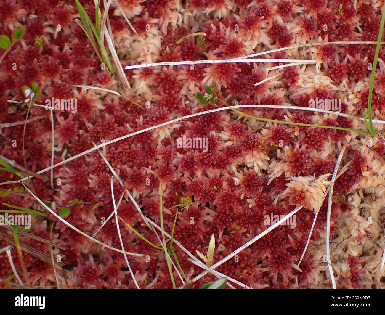 Red Peatmoss (Sphagnum rubellum Stock Photo - Alamy