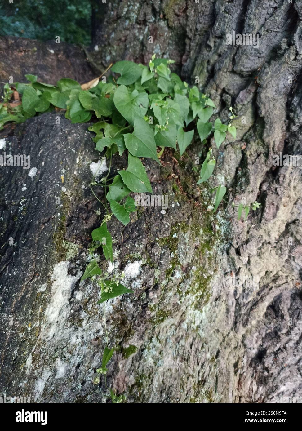 Copse-bindweed (Fallopia dumetorum Stock Photo - Alamy