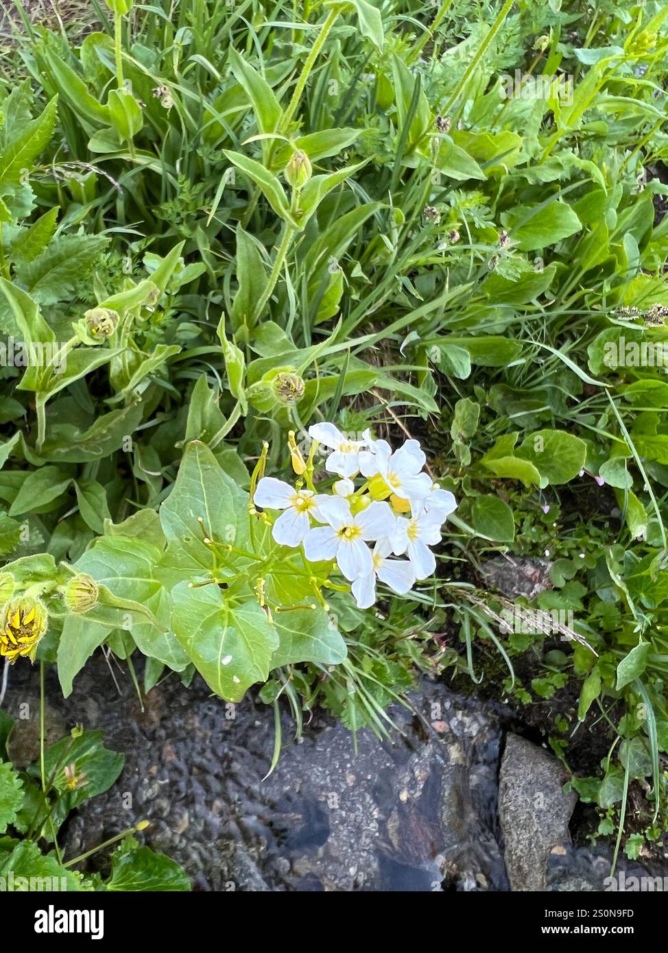 heartleaf bittercress (Cardamine cordifolia Stock Photo - Alamy