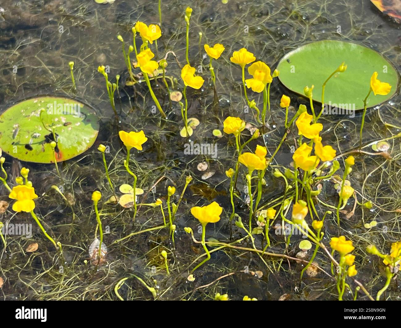humped bladderwort (Utricularia gibba Stock Photo - Alamy