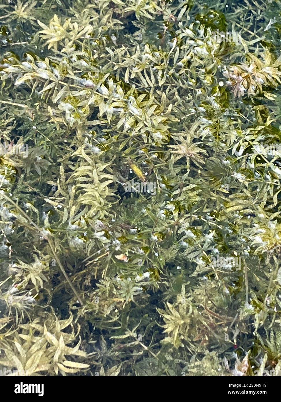 Hydrilla (Hydrilla verticillata Stock Photo - Alamy