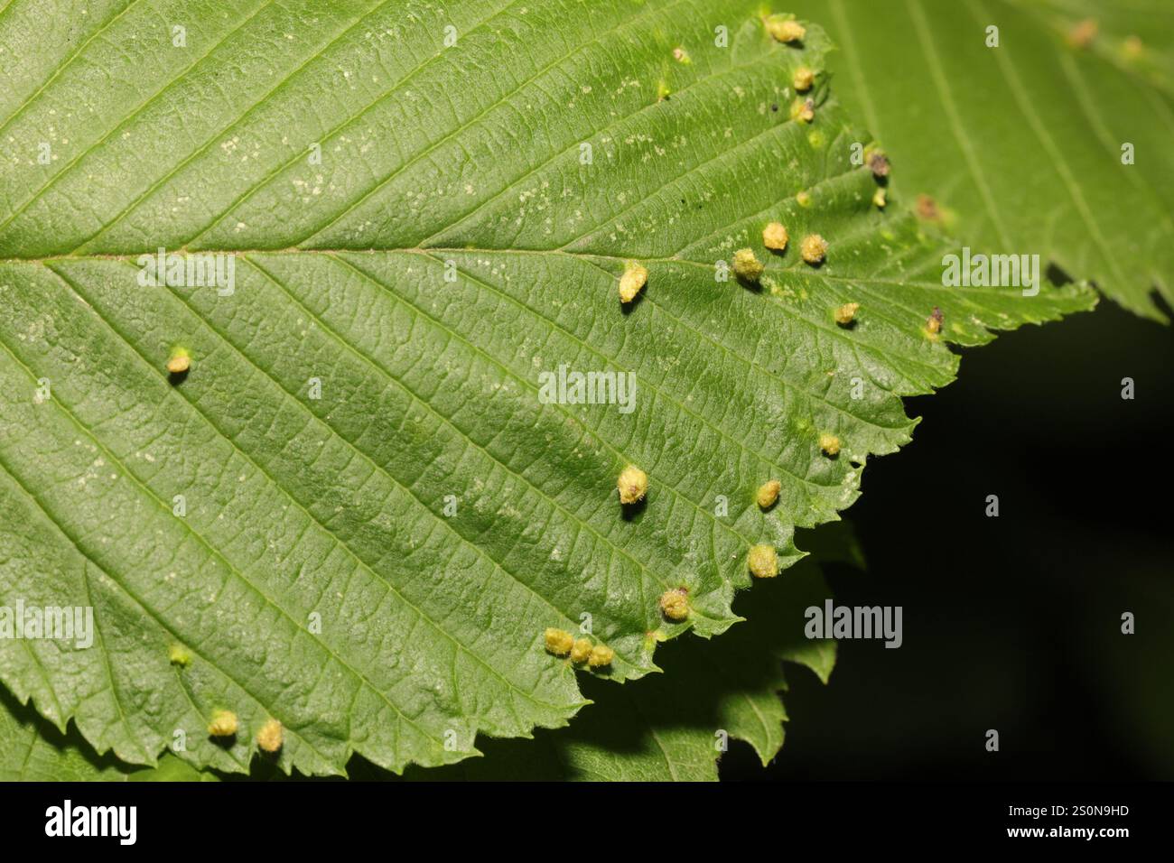 Elm Leaf Gall Mite (Aceria campestricola Stock Photo - Alamy