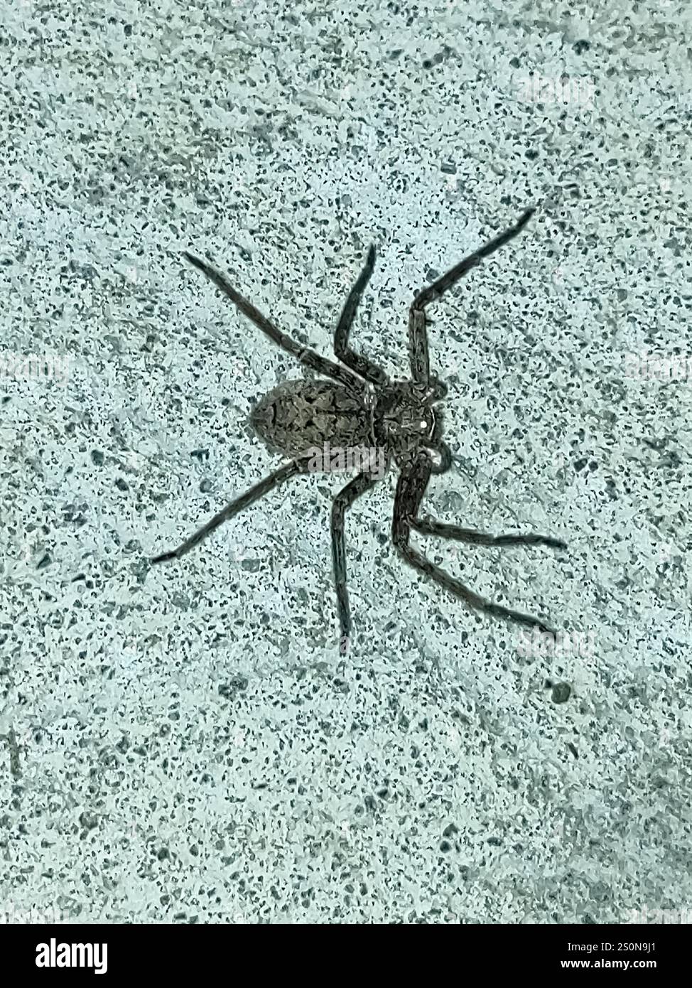 Pantropical Huntsman Spider (Heteropoda venatoria Stock Photo - Alamy